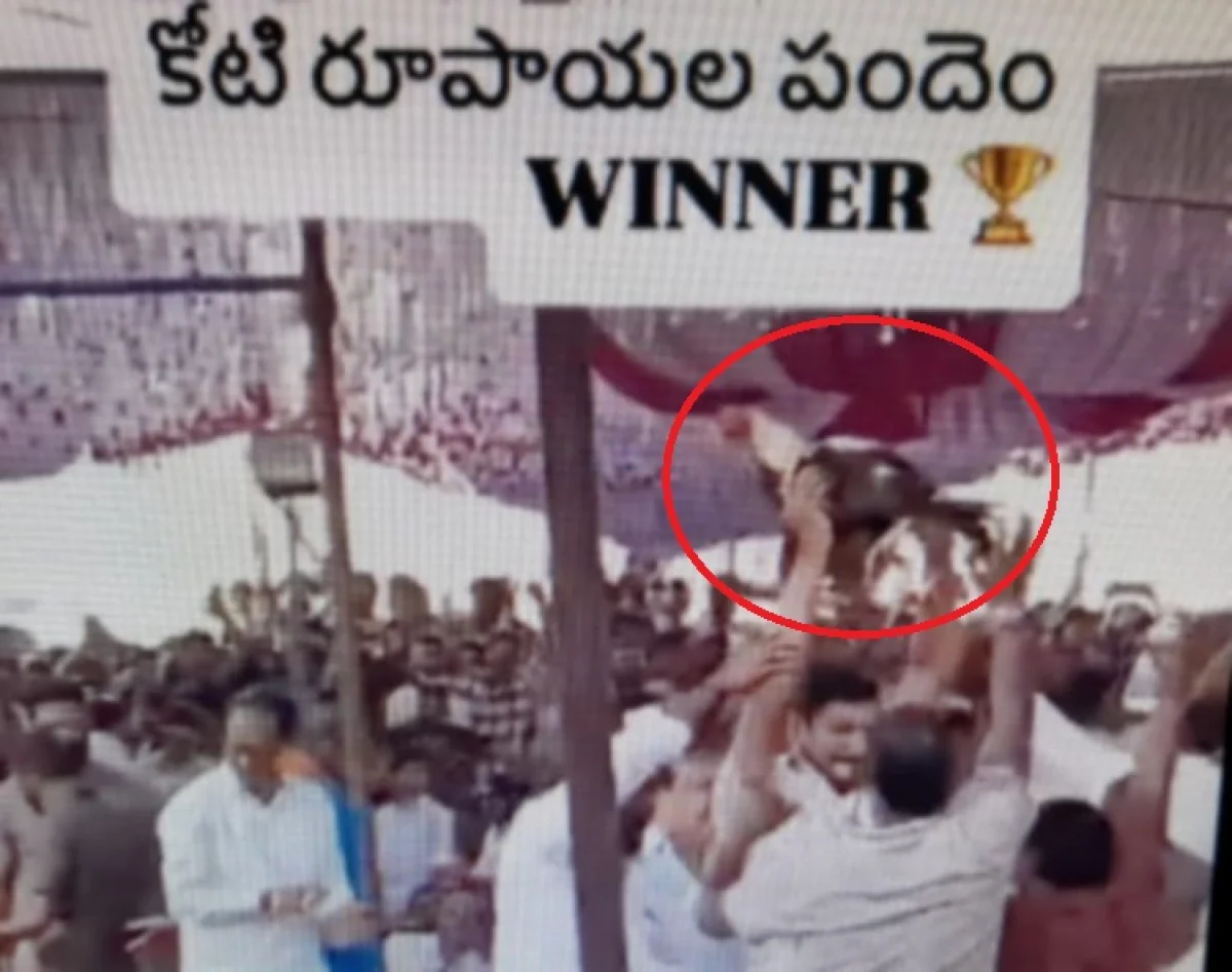 cock fight: 10 నిమిషాల్లో యజమానికి కోటి రూపాయలు తెచ్చిన కోడిపుంజు ...