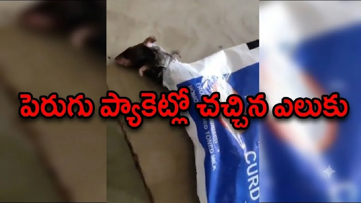 సంగం పెరుగు ప్యాకెట్లో చచ్చిన ఎలుక, షాక్ తిన్న కొనుగోలు చేసిన వ్యక్తి ...