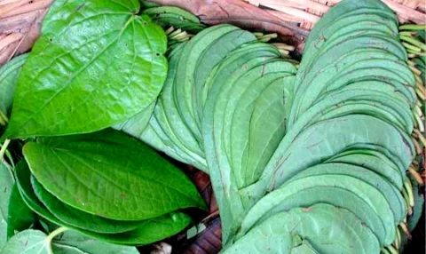 அனைத்து நோய்களுக்கும் ஒரே தீர்வு வெற்றிலை - Betel Leaf is the only ...