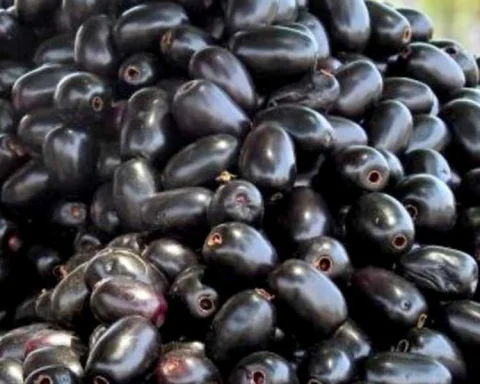 ఈత కాయలు తింటే ఏం జరుగుతుంది? - silver date palm health benefits ...