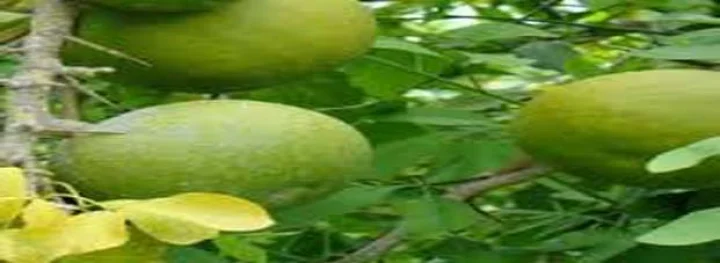 बिल्ववृक्ष की महिमा से जुड़ी 7 महत्वपूर्ण बातें - Belpatra Tree ...