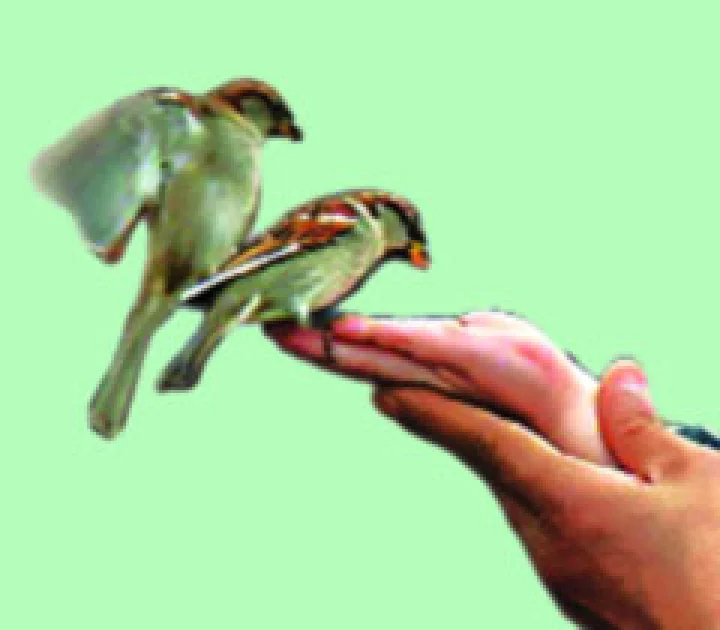 बाल गीत : चिड़िया रानी... - poem on chidiya | Webdunia Hindi