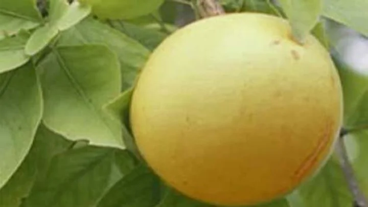 बेल : गर्मी में देगा ठंडक का एहसास, जानें 7 लाभ - bael fruit | Webdunia ...