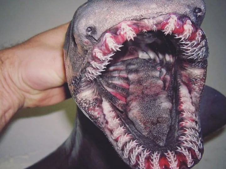 कभी देखें हैं ऐसे भयानक जीव (खास फोटो) - Terrifying sea creatures ...