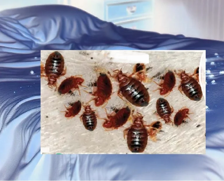Home remedies for bed bugs- માંકડ ભગાડવા નો ઉપાય - Home remedies for ...
