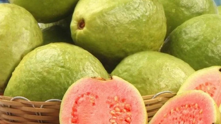 జామకాయ తింటే ఎన్ని ప్రయోజనాలు, ఏంటి? - health benefits of eating guava ...