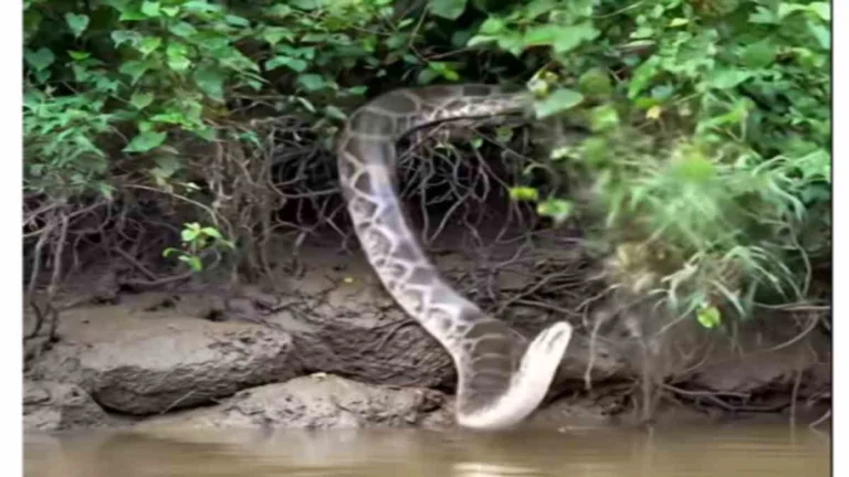Anaconda: వామ్మో.. ఒడ్డుపై నుంచి నీటిలోకి దూకింది.. షాకైన పర్యాటకులు ...
